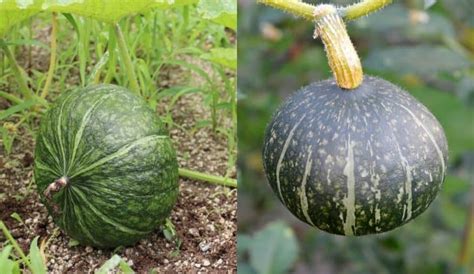 Kabocha Vs Buttercup Squash Grower Today