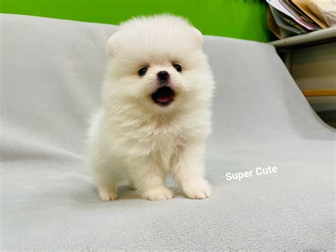 超可愛名犬社／超可愛的白博美 小白故事 幼犬貓買賣知識分享 合法寵物店