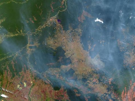 24 Photos Show The Amazon Rainforest Before And After The Devastating