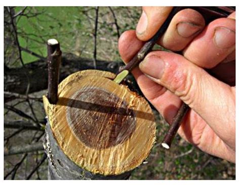 Methods For Tree Grafting