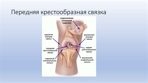 Повреждения разгибательного аппарата коленного сустава презентация онлайн