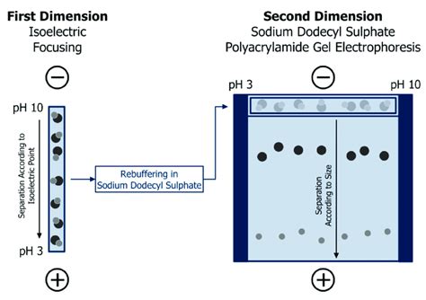 Gel Electrophoresis Diagram
