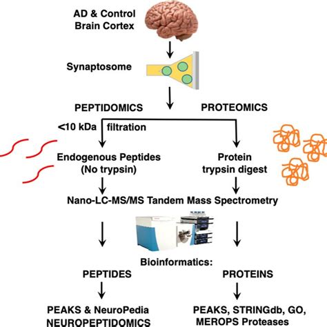 Workflow For Neuropeptidomics And Proteomics Analyses Of Synaptosomes Download Scientific