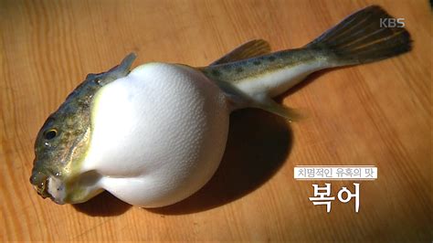 강에서 나는 돼지 하돈이라 불린 생선 ‘복어 네이버 Tv