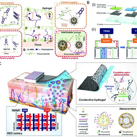 Covalent And Non Covalent Hydrogels A Schematic Of Pampda Hydrogel