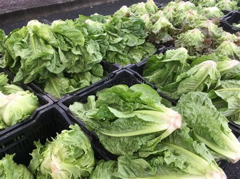 Romaine Lettuce Is Unsafe To Eat Health Officials Warn Following New