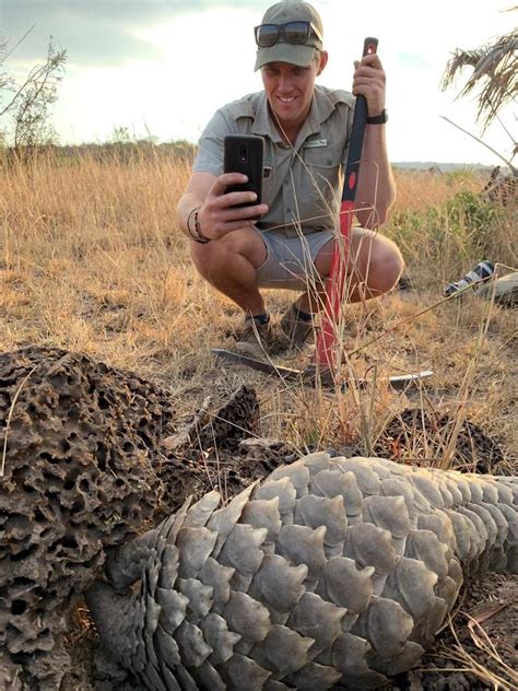 ‘its A Success Pangolins Return To A Region Where They Were Once Extinct