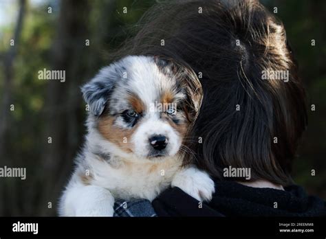 Blue Merle Australian Shepherd Puppies With Blue Eyes