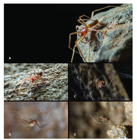 Photographs of the five studied species. (A) Parastalita stygia, (B ...