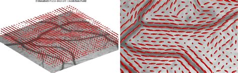 Estimated Phase Invariant Orientation Field In Red Of A 128 × 128