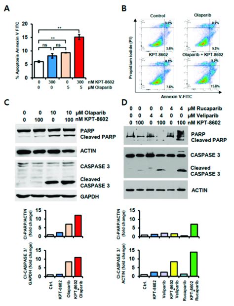 Apoptotic Cell Death With Kpt 8602 And Parp Inhibitors In 22rv1 Cells