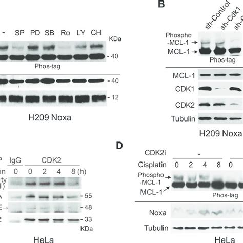Noxa Is Required For Cisplatin Induced Mcl 1 Phosphorylation And