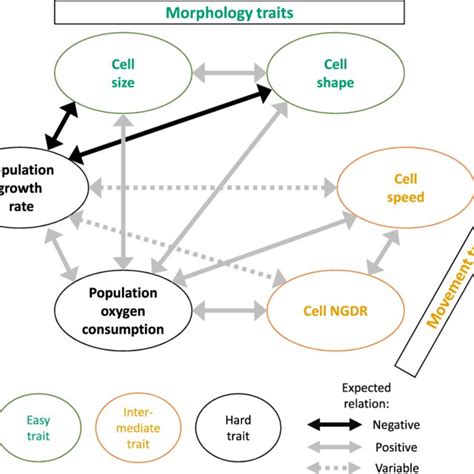 Overview Of The Relations Between The Selected Functional Traits Of T