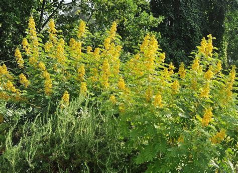 Senna Hebecarpa Seed Pods