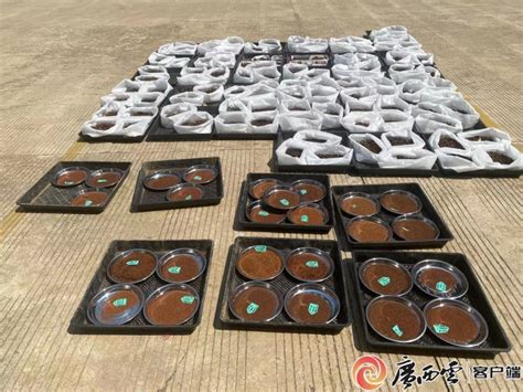 广西桉树育种实验首次飞向太空腾讯新闻