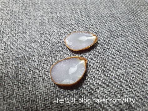 초등2학년 가을교과서 가을열매 과일 관찰하기 등교수업 후기 네이버 블로그