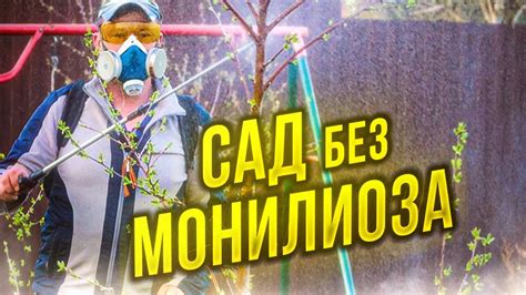 как я защищаю свой сад от монилиоза абрикосы, черешню, вишню, сливу ...