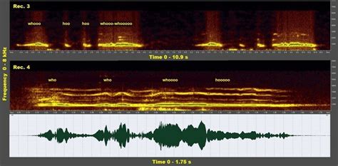 Recording Spectrogram Of Two Complex Male Hooting Sounds S And
