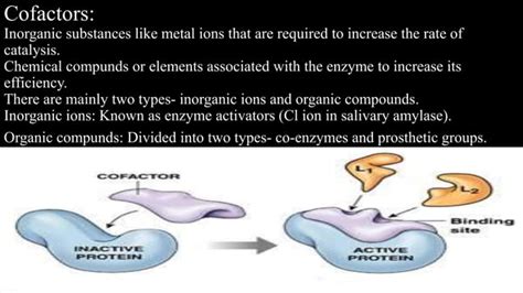 Difference Between Coenzyme Vs Cofactor