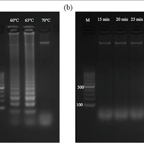 Results Of Optimizing Lamp Reaction Conditions A Optimization Of