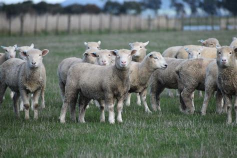 Lot 359 150 Mixed Sex Store Lambs Auctionsplus