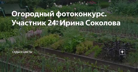 Огородный фотоконкурс Участник 24 Ирина Соколова Сады и цветы Дзен