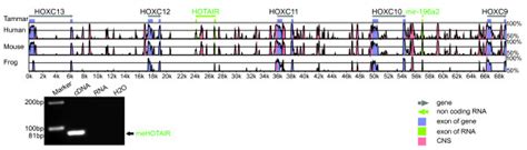 Sequence Conservation In Thehoxc Cluster In Tammar Human Mouse And