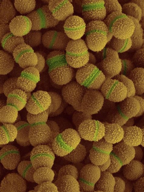 Streptococcus Salivarius 4 Photograph By Science Photo Library Pixels Merch