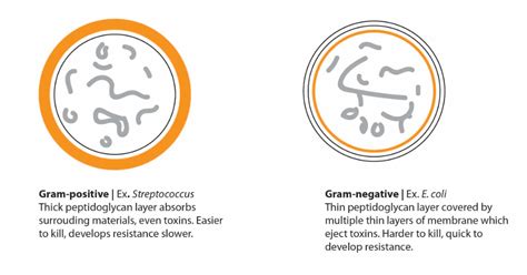 Gram Positive Vs Gram Negative Bacteria And The Fight Against Hais Cell