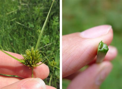 Sedges Have Edges A Common Wetland Plant — Point Blue