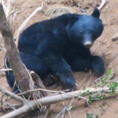 岡山県 ツキノワグマ狩猟自粛要請へ 理由は捕獲数が設定上限を超えたため人的被害出そうとの声も まとめダネ