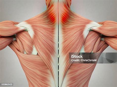 인간의 해부학 몸통 허리 근육 통증 3d 일러스트레이션 0명에 대한 스톡 사진 및 기타 이미지 0명 3차원 형태 가꿔주기