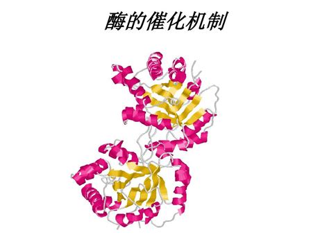 生物化学 酶的催化机制 Ppt课件word文档在线阅读与下载无忧文档