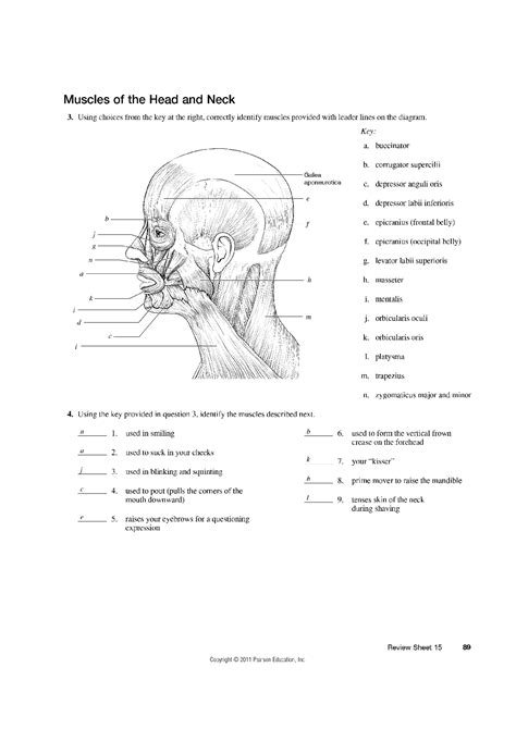 SOLUTION Exercise 15 Gross Anatomy Of The Muscular System Studypool