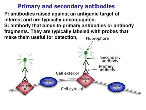 Ppt Applied Immunology Powerpoint Presentation Id1101966
