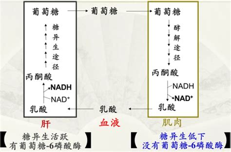 生物化学第五章糖代谢（四） 哔哩哔哩