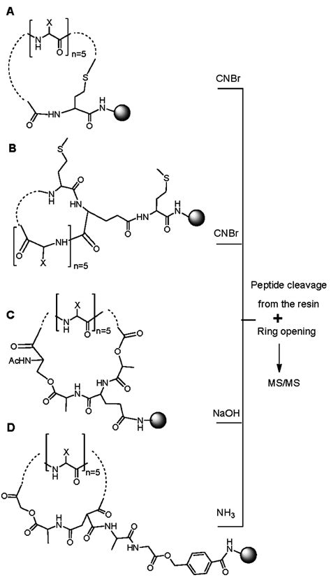 Cyclic Peptide Libraries Designed With A Cleavable Site In Order To Download Scientific Diagram
