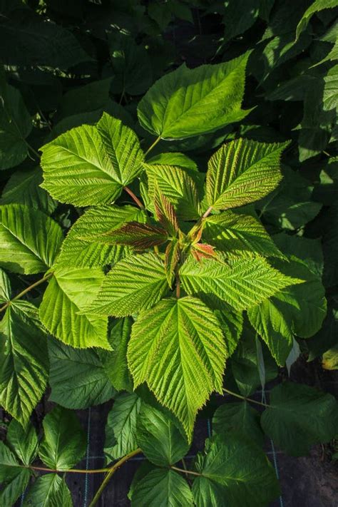 A Close Up Of Raspberry Plants With Textured Leaves Serrated Edges And Vibrant Green Color Stock