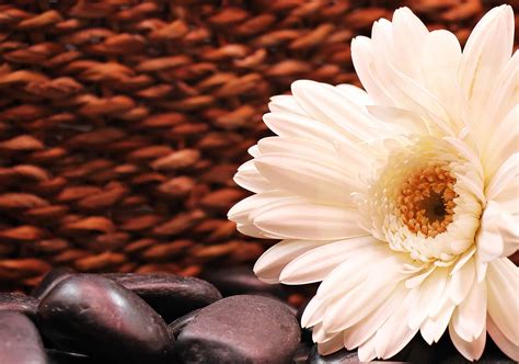 Imagen Gratis Estudio Fotogr Fico Fotograf A Naturaleza Flor P Talo Planta Flor Flor