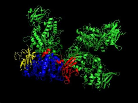 What Is The Difference Between Branching And Debranching Enzyme