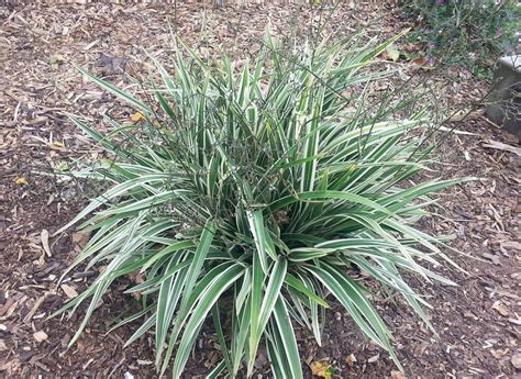 The 2 Minute Gardener Photo Variegated Lily Turf Liriope Muscari