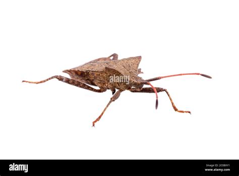 Dock Bug On A White Background Stock Photo Alamy