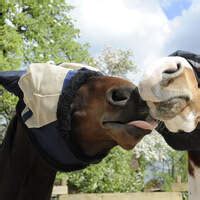 Die Besten Tipps Zur Koppelpflege Cavallode