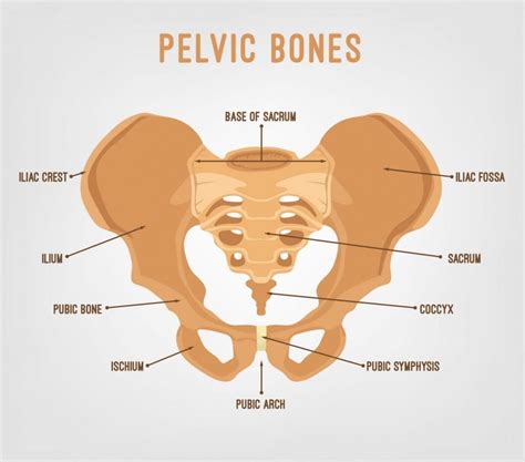 What Is The Tailbone Or Coccyx Facty Health