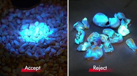 Food Optical Sorting Machine For Sorting Aflatoxins China Optical Sorter Manufacturer Golden