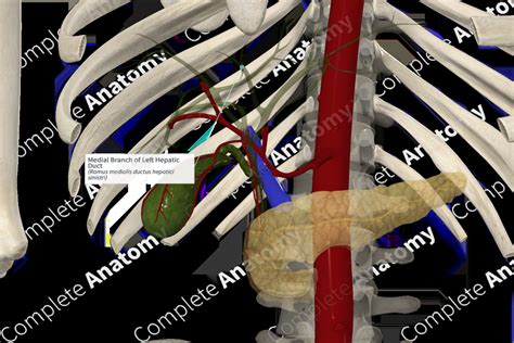 Medial Branch Of Left Hepatic Duct Complete Anatomy