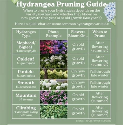 Best 13 The Main Types Of Hydrangeas Hydrangea Varieties 101 Artofit