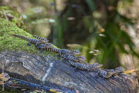 Young American Alligators On A Log In A South Florida Swamp Stock