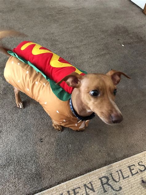 Yep Halloween Is Coming Heres Max Scrolller