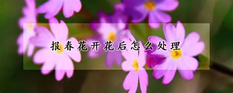 报春花开花后怎么处理 发财农业网